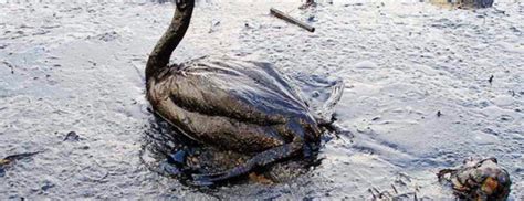 Top 10 Worst U S Man Made Environmental Disasters The Millennium Report