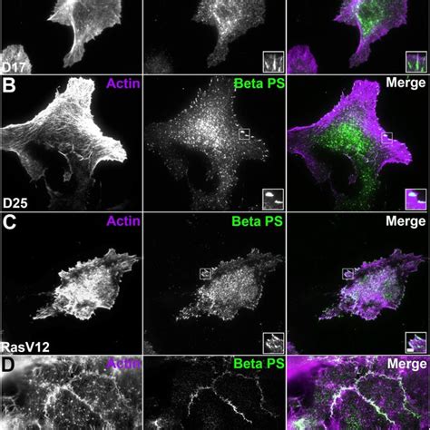 Migratory Drosophila Cells Form Cell Matrix And Cell Cell Adhesions In