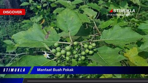 Bukan Cuma Buah Pepaya Ini Dia 10 Manfaat Buah Pokak Yang Bikin Penasaran