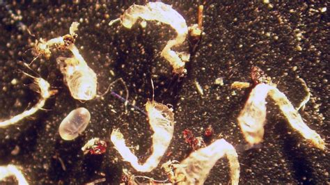 Pictures Of Flea Larvae Fleascience