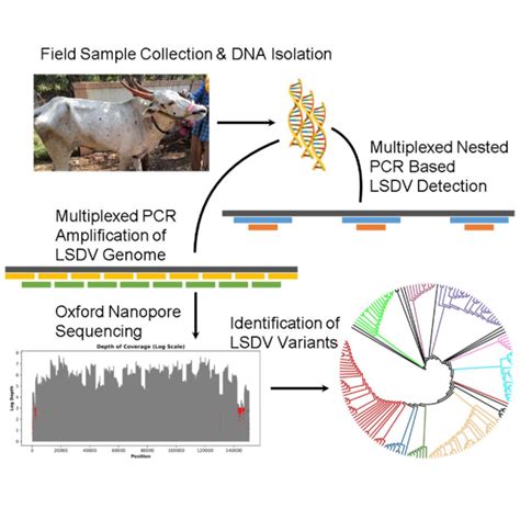Protocol for Detection and Genotyping of Lumpy Skin Disease Virus (LSDV ...