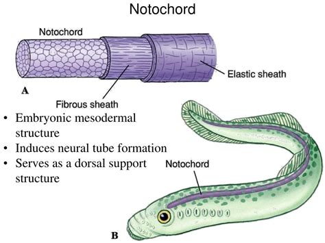 Ppt Phylum Chordata Powerpoint Presentation Id 481618
