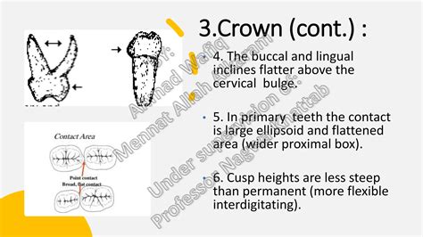 Morphological Differences Between Permanent And Deciduous Teethpptx