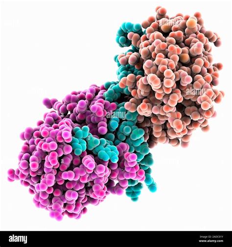 Crispr Cas6b Rna Dna Ribonucleic Acid Deoxyribonucleic Acid Complex