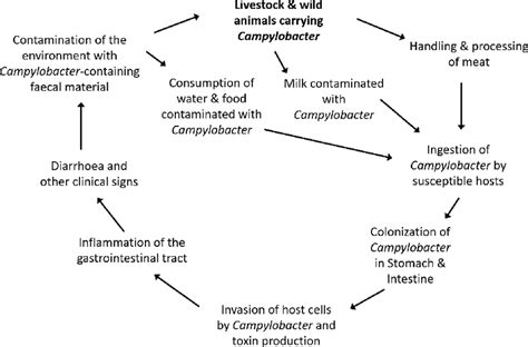 The Transmission Cycle Of Campylobacter Infections Download