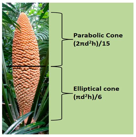 Aulacaspis Yasumatsui Invasion Reduced Cycas Micronesica Microstrobilus