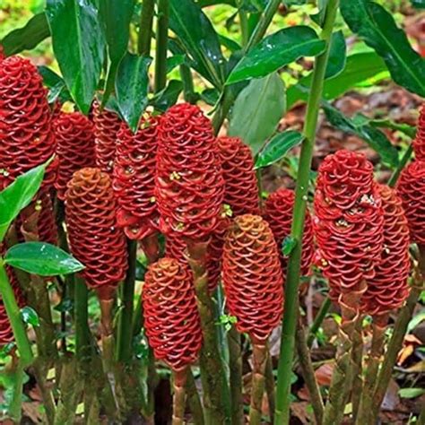 Ginger Lily The Complete Guide To Growing And Caring