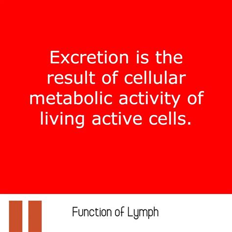 Major Difference Between Egestion And Excretion Imaluop IMALUOP