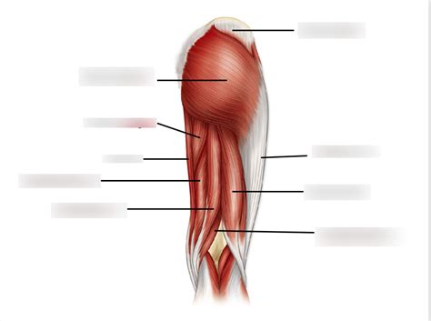 Upper Body Anterior Muscle Labeling Diagram Quizlet Vrogue Co