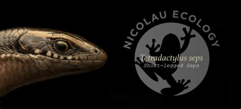Tetradactylus Seps Short Legged Seps — Nicolau Ecology