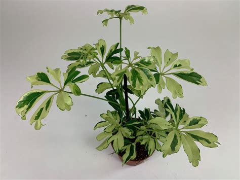 24 Schefflera Plant Propagation Broniafreya