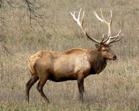 Free Images Nature Wilderness Looking Wildlife Horn Portrait