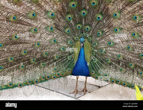 Peacock Portrait Tail Feathers Spread In Large Fan Close Up Colorful