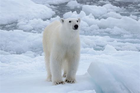 북극 바다 얼음 팩에 야생 북극곰을 닫습니다 Svalbard And Jan Mayen에 대한 스톡 사진 및 기타 이미지