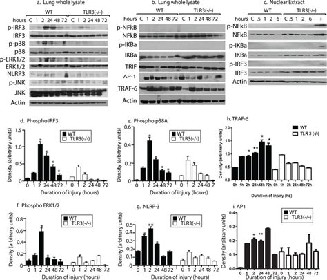 Tlr3trif Pathway And Downstream Signaling Activation Following Lc