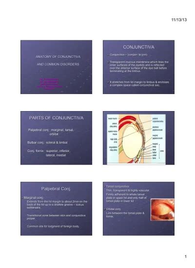 Conjunctiva Parts Of Conjunctiva Palpebral Conj 11 13 13 Anatomy Of Conjunctiva And Common