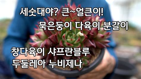 묵은둥이 대품 다육이 분갈이 방법 시기 샤프란블루 두둘레아 누비제나 Youtube