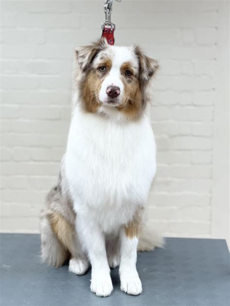 This Is Lilly The English Setter I Did A Modified English Setter Pattern Im So Proud Of This