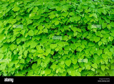 Fresh Green Lime Tree S Spring Leaves Tilia Cordata Stock Photo Alamy