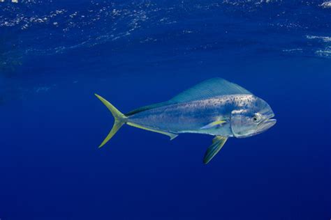 Mahi Mahi Facts And Beyond Biology Dictionary