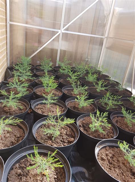 How Fast Do Sequoia Seedlings Grow At Angus Lydia Blog