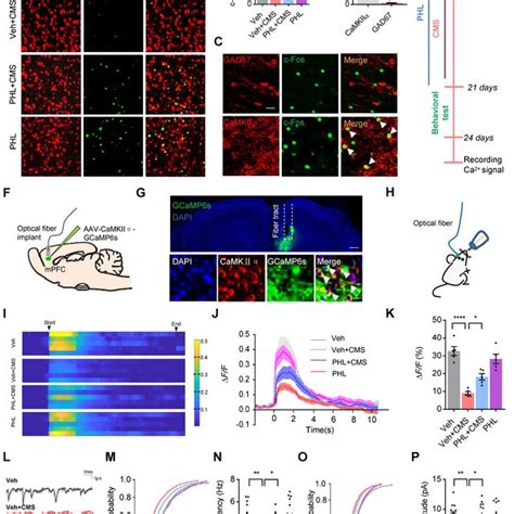 Phl Improves The Neuronal Structure In The Mpfc After Cms Exposure A