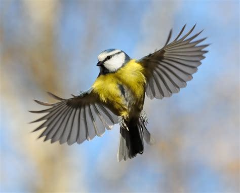 What Is The Evolutionary Origin Of Birds Wings Earth