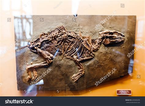 Hyracotherium Fossil