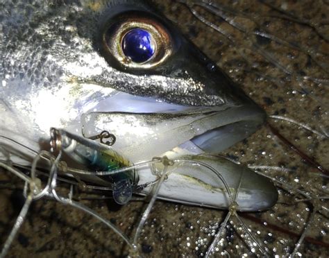 リャンメン待ち 駄人適当釣りブログ