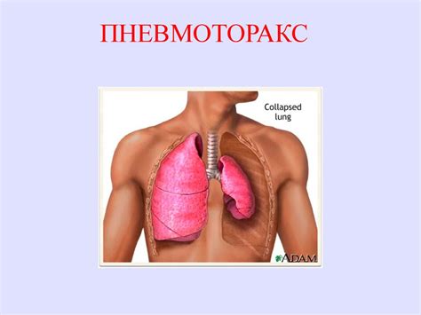 Анатомия и физиология дыхательной системы человека презентация онлайн