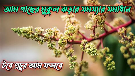 আম গাছের মুকুল ঝড়ার সমস্যার সমাধান Youtube