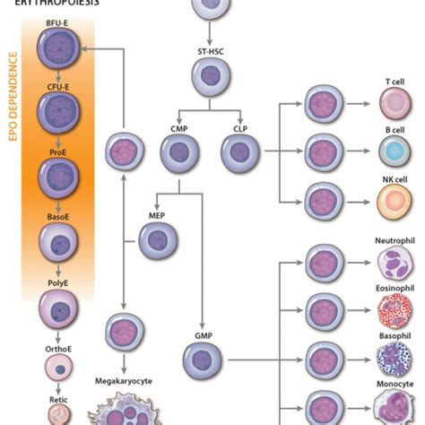 Erythropoietin Epo Activity During Erythropoiesis Classic Hierarchy