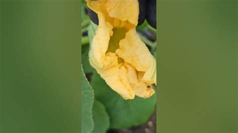 댓글링크 참고호박이 열리다 자꾸 떨어질때 이렇게하면 주렁주렁 호박재배 호박키우기 호박많이열리게하기 호박수정하는방법