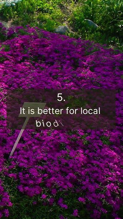 Swap Your Boring Lawn Grass With Red Creeping Thyme Here Is Why En 2024