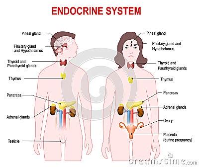 Endocrine System Stock Vector Image