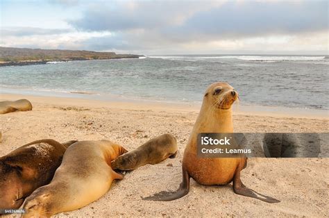 바다 사자 가족 로베리아 비치 갈라파고스 제도 에콰도르 갈라파고스 군도에 대한 스톡 사진 및 기타 이미지 갈라파고스 군도
