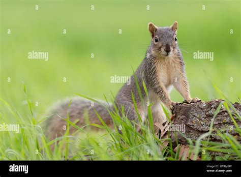 Eastern Fox Squirrel Sciurus Niger Sacramento County California Usa