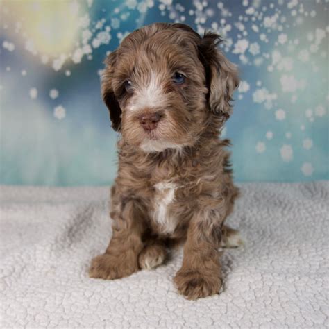 Coco Cockapoo Hidden Acres Puppies 712