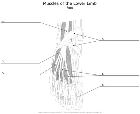 Muscelsofthelowerlimb Foot