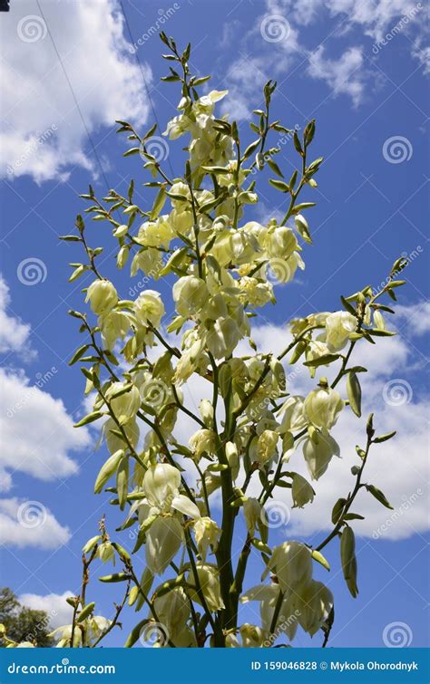 Flores Brancas Da Planta Iucca Foto De Stock Imagem De Comum Parque