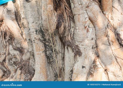 Root Tree Trunk Closeup Detail Texture Stock Image Image Of Roots
