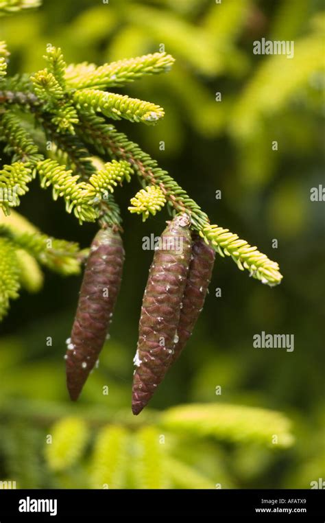 Golden Oriental Spruce Pinaceae Picea Orientalis Aurea Caucasian Range