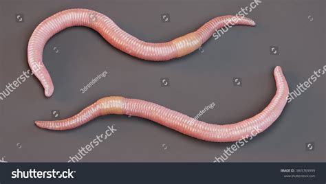 Lumbricus Terrestris Diagram
