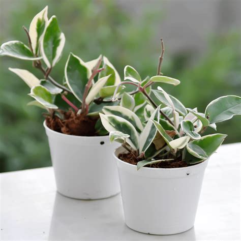 Hoya Fungal Leaf Spot 6 Causes And How To Repair It Batang Tabon