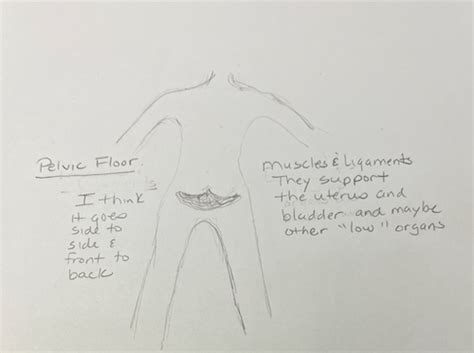 Could You Draw Your Pelvic Floor These Women Tried Origin