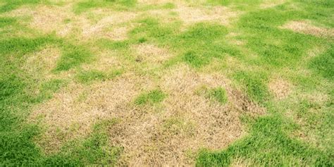 Lawn Maintenance 101 Managing Grass Diseases