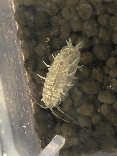 What Are These Aquatic Isopods Doing Mating Fighting Risopods