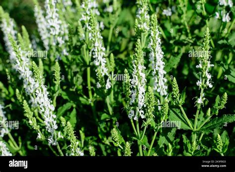 Large Evergreen Shrub With Flowers Of Salvia White Rain Whorled Sage