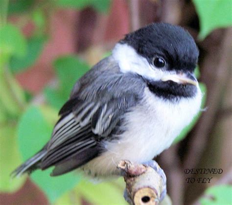 Black Capped Chickadee