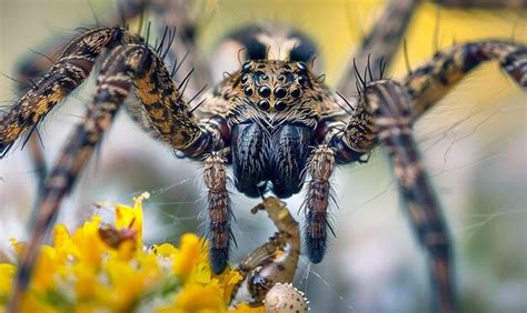 Closeup Of Spider Face Premium Ai Generated Image
